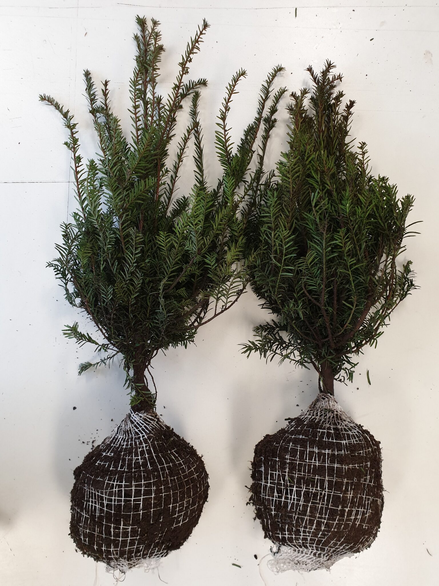Taxus Kopen? Eigen kwekerij + Groeigarantie | Haag-Planten.nl
