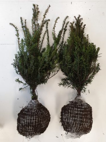 Taxushaag kopen? Eigen kwekerij + Groeigarantie! | Haag-Planten.nl