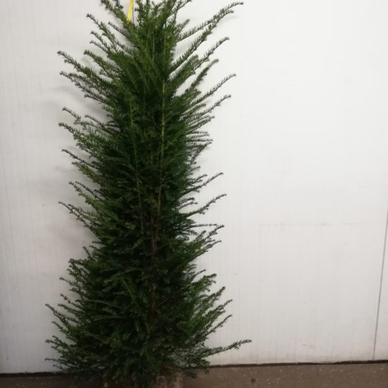 Hoe en wanneer taxus snoeien? - Haag-planten.nl
