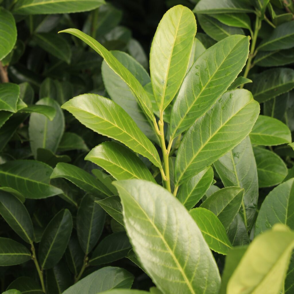 Laurierhaag kopen? Eigen Kwekerij & Garantie | Haag-Planten.nl