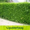 Ligusterhaag kopen? Eigen kwekerij + Groeigarantie | Haag-Planten.nl