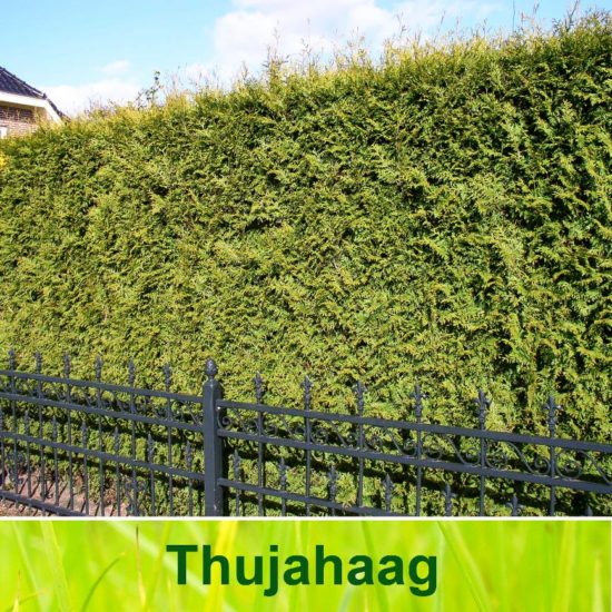 Ligusterhaag kopen? Eigen kwekerij + Groeigarantie | Haag-Planten.nl