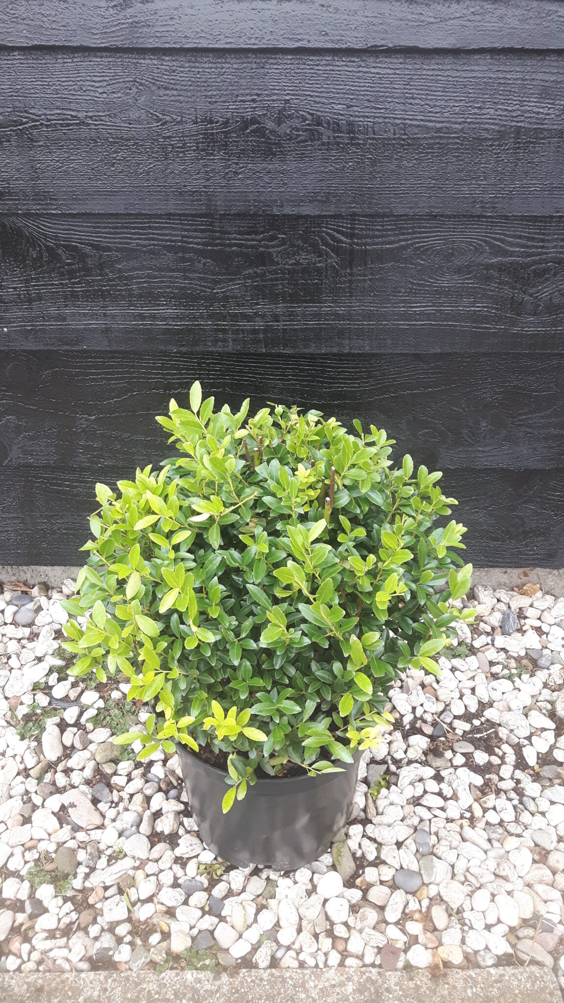 Ilex bollen kopen? Eigen kwekerij & Groeigarantie | Haag-planten.nl