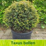 Hoe en wanneer taxus snoeien? - Haag-planten.nl