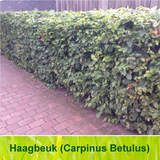 Rode beukenhaag kopen? Hoogste kwaliteit & Groeigarantie!