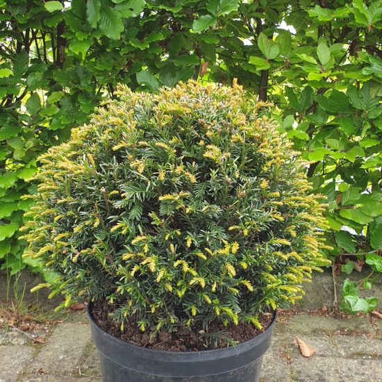 Taxus vormen Archieven - Haag-planten.nl