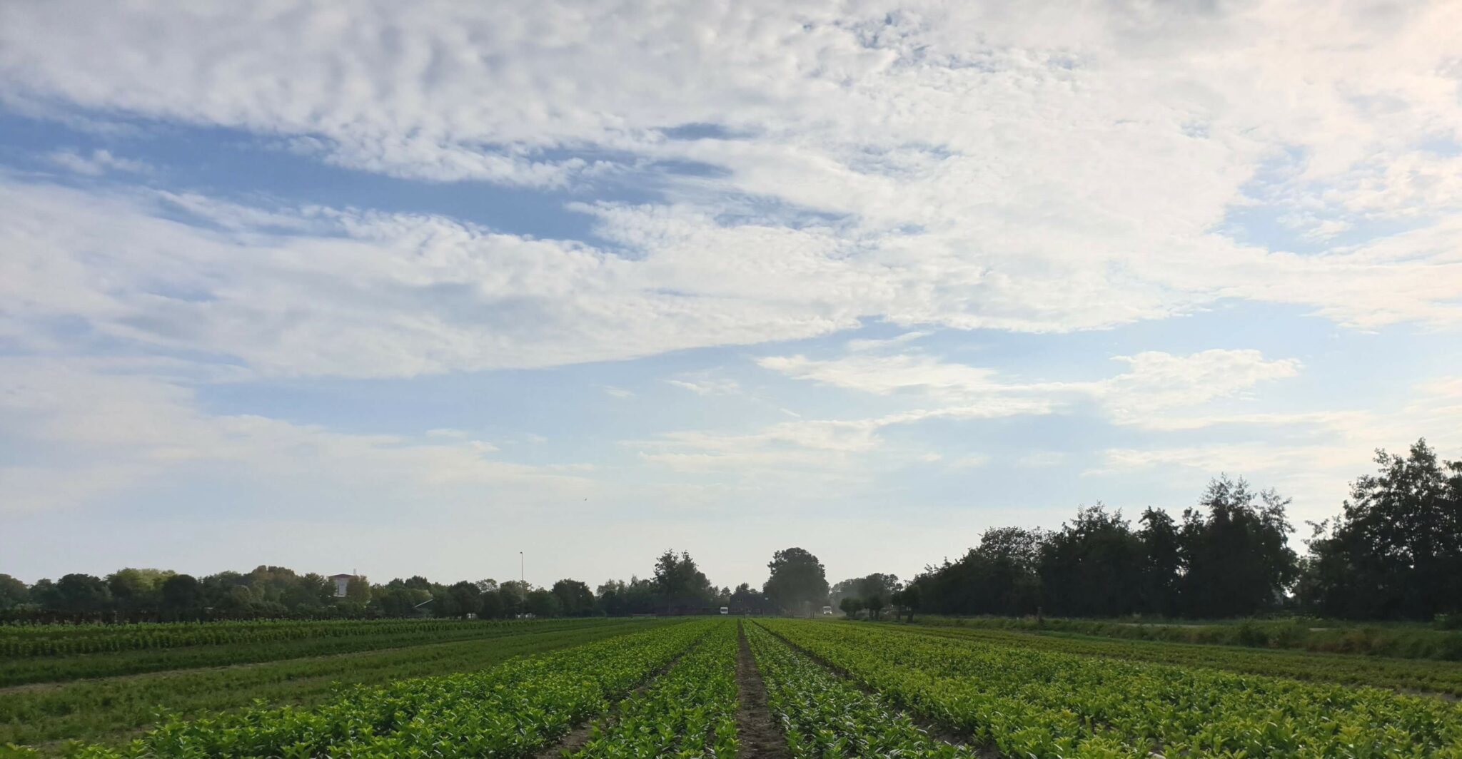 Liguster snoeien: hoe houdt u de ligusterhaag netjes? - Haag-planten.nl