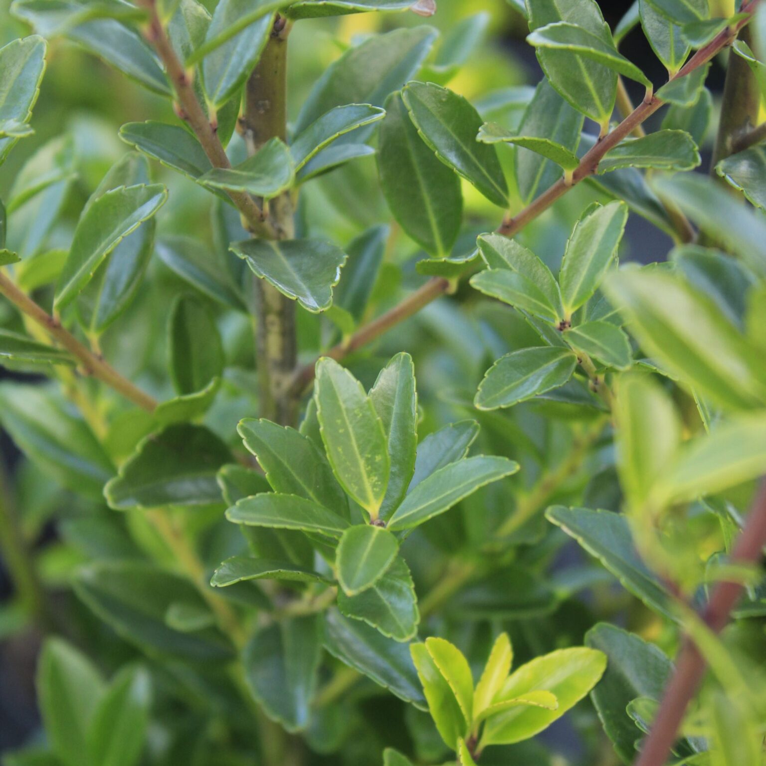 Is een conifeer een boom of een struik? - Haag-planten.nl